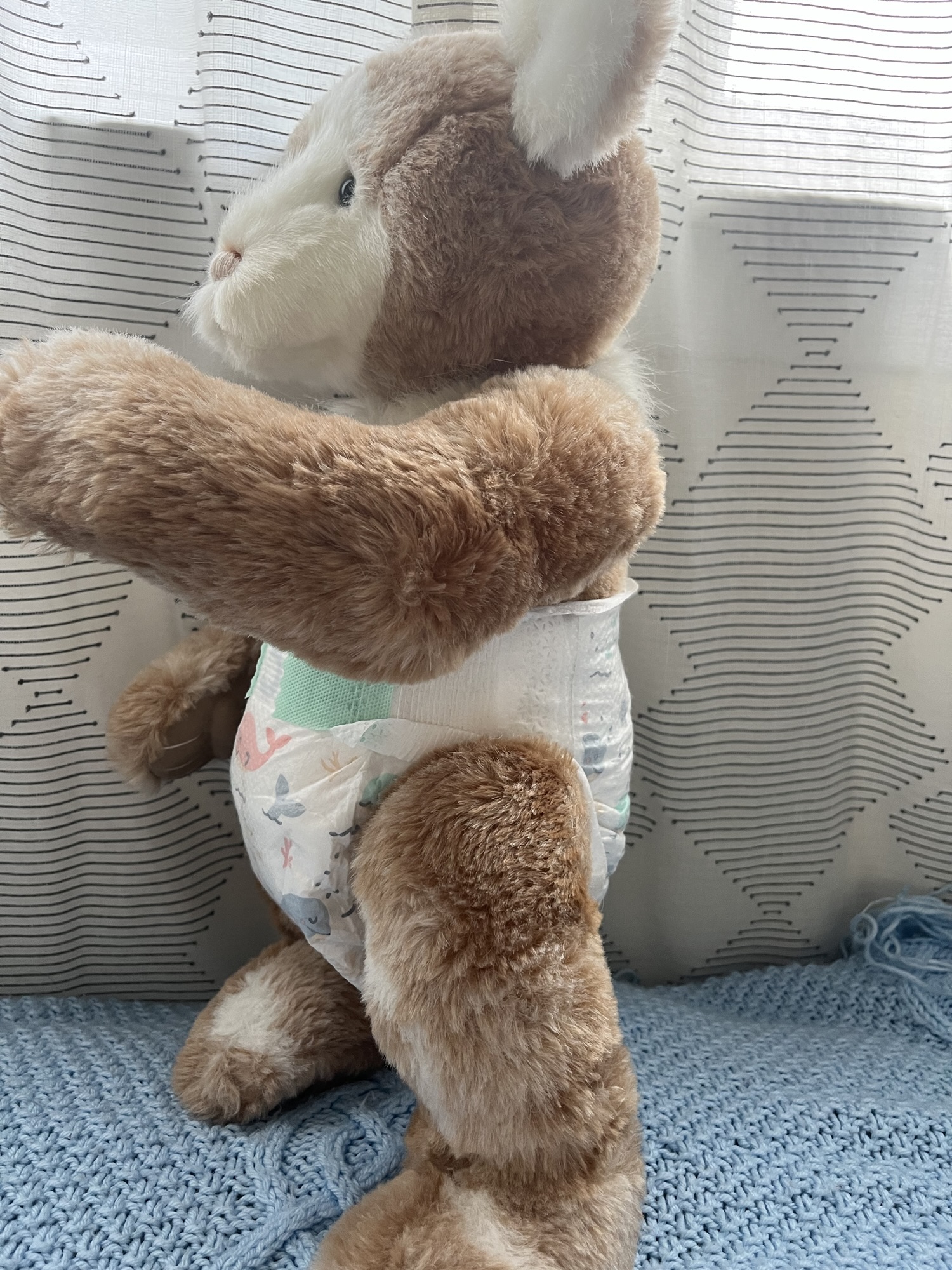 Reference photos: Ginger the Bear as a baby – Blankit Fort